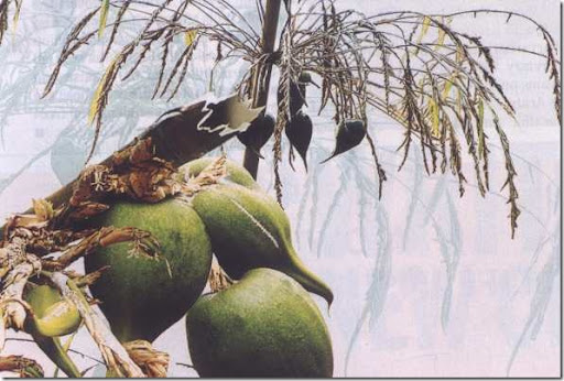north east online - north east india news: The Flower Of Famine.